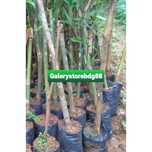 Jual Bibit bambu tali bambu apus super size sedang | Shopee Indonesia