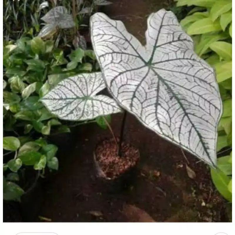 Jual bunga keladi putih | Shopee Indonesia