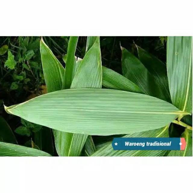 Jual Daun bambu segar untuk bungkus bacangan dan Herbal | Shopee Indonesia
