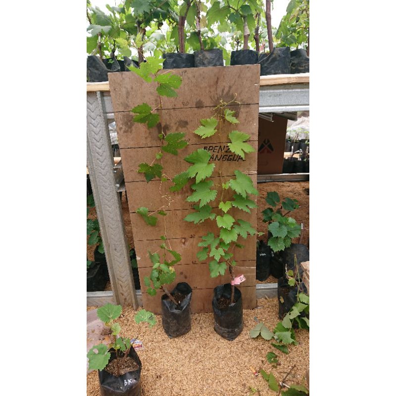 Jual BIBIT ANGGUR RED SHINE MUSCAT SIAP TANAM | Shopee Indonesia