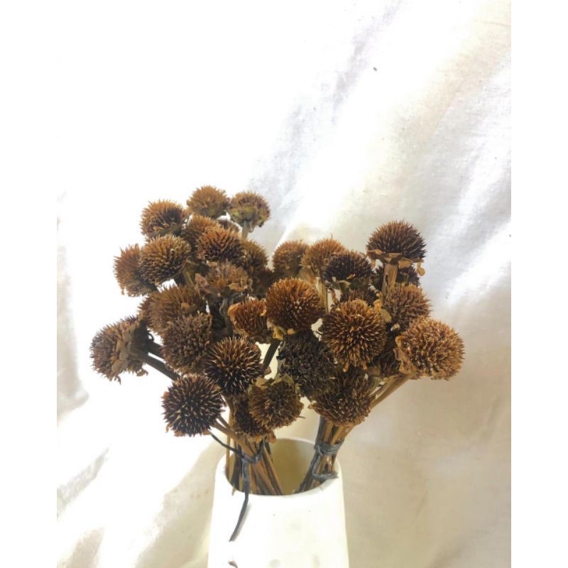 Jual Mery Gold Bunga Kering 15 batang Per Ikat | Shopee Indonesia