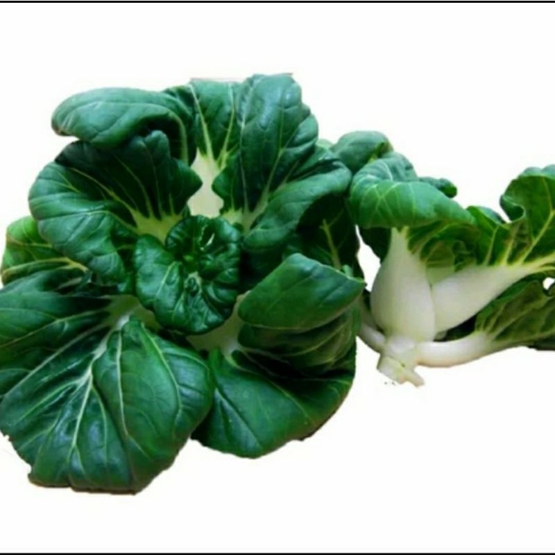 Jual Benih Sayur Sawi NAI BAI - Baby Pakcoy ( 500 Gram ) | Shopee Indonesia