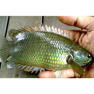 Jual Ikan Betok Terlengkap & Harga Terbaru Juni 2024 | Shopee Indonesia