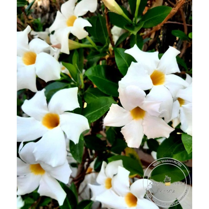 Jual Tanaman Hias Bunga Mandevilla Bunga Putih - Tanaman Merambat ...
