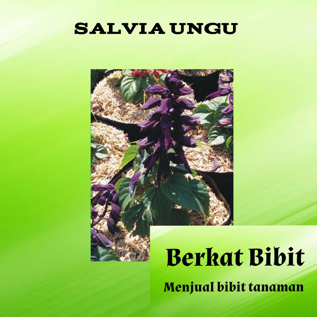 Jual Bunga Salvia Ungu | Shopee Indonesia