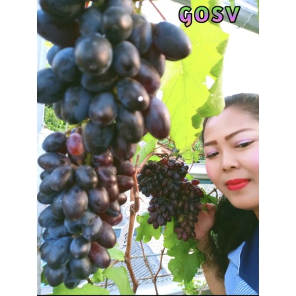 Jual BIBIT ANGGUR IMPORT GOSV (PAK SUPRIANTO MARINIR) | Shopee Indonesia