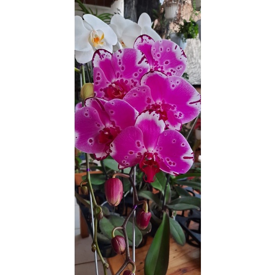 Jual ANGGREK BULAN UNGU MOTIF BATIK | Shopee Indonesia