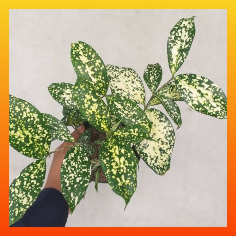 Jual Tanaman Hias Dracena Florida Bunga Dracaena Bambu Mini Jepang ...