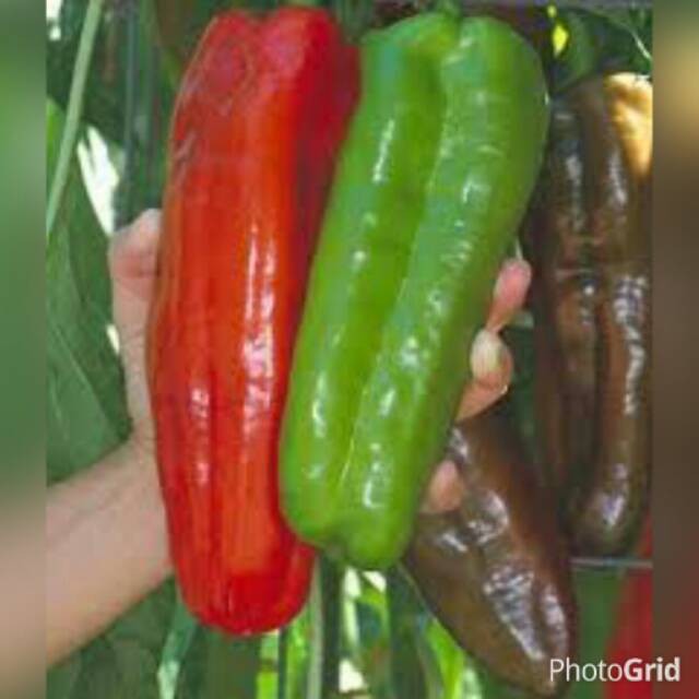 Jual Bibit Benih Biji Cabe Raksasa Giant Aconcagua Pepper - Biji ...