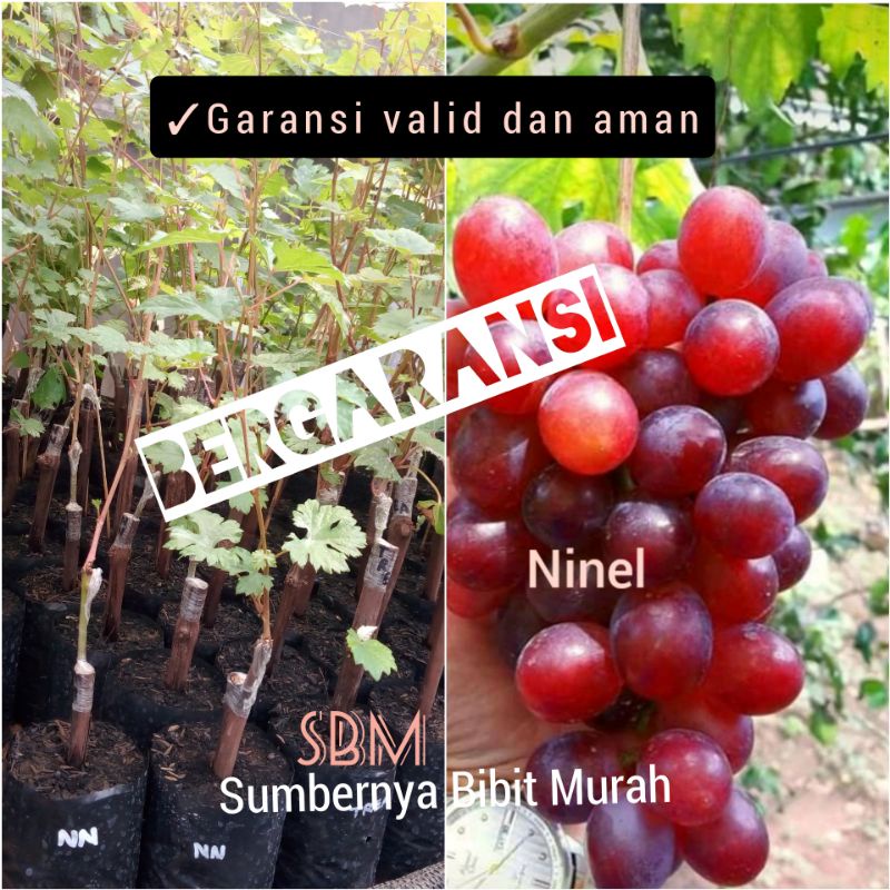Jual Bibit Anggur Ninel - Anggur Impor Ninel | Shopee Indonesia