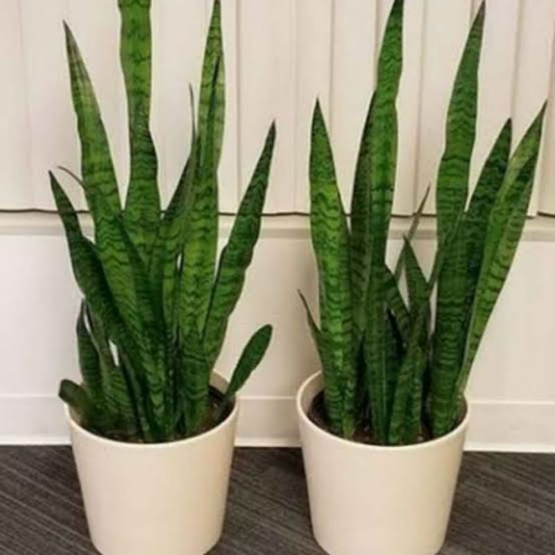Jual Tanaman Hias Sansivieria - Sansivera Lidah Mertua - Sansivera ...