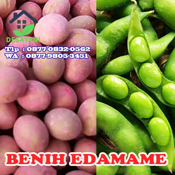 Jual Benih Kedelai Edamame 1 kg | Shopee Indonesia
