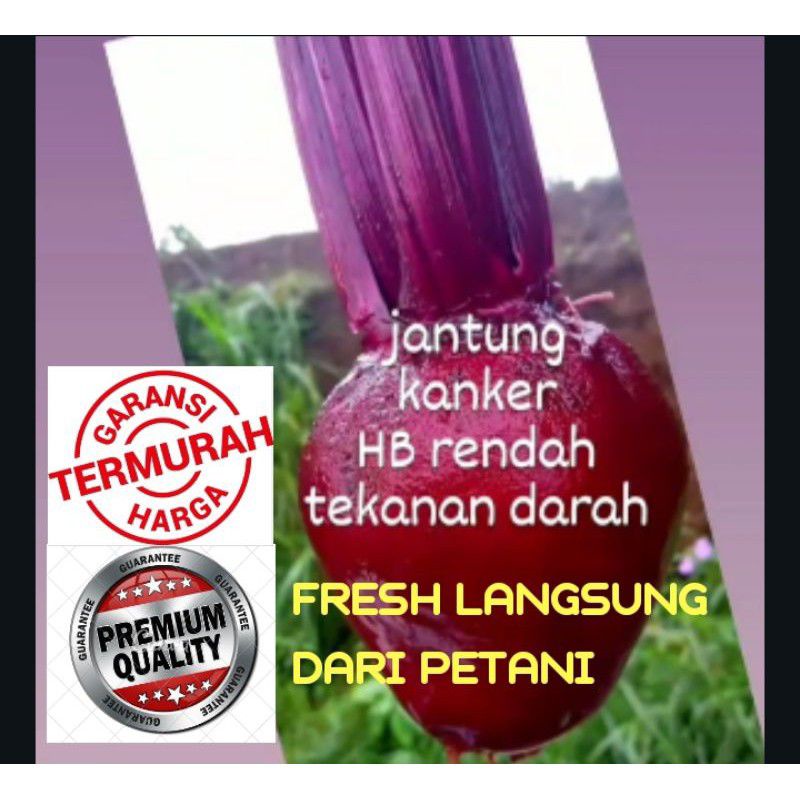 Jual Buah Bit/Beetroot 1 Kg Fresh Langsung Dari Kebun Buah Buah Bit ...