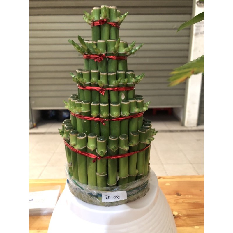 Jual sri rejeki pohon hoki tunas bambu | Shopee Indonesia