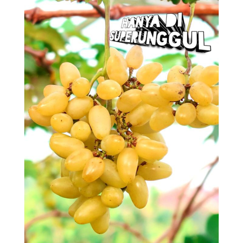Jual Bibit anggur import jenis transfiguration | Shopee Indonesia Jual Bibit anggur import jenis transfiguration | Shopee Indonesia