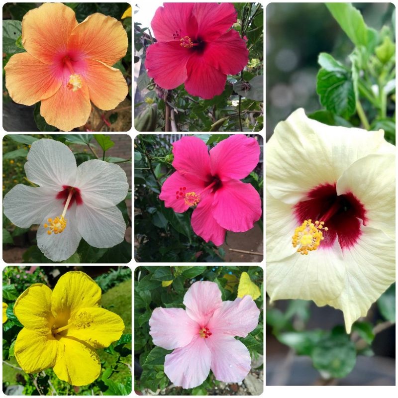 Jual Tanaman Hias Bunga Sepatu TEBAL (Hibiscus rosa-sinensis)- Bunga ...