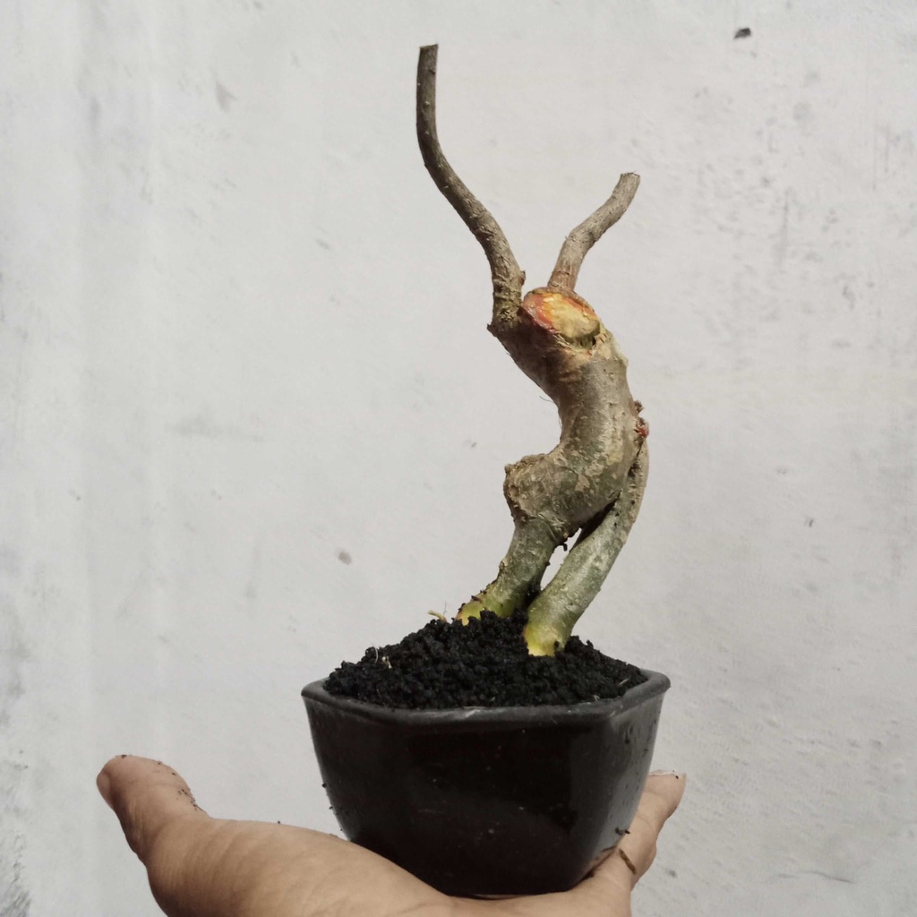 Jual POHON BONSAI Anting Putri ukuran SHITO dengan gaya ekspresionis ...