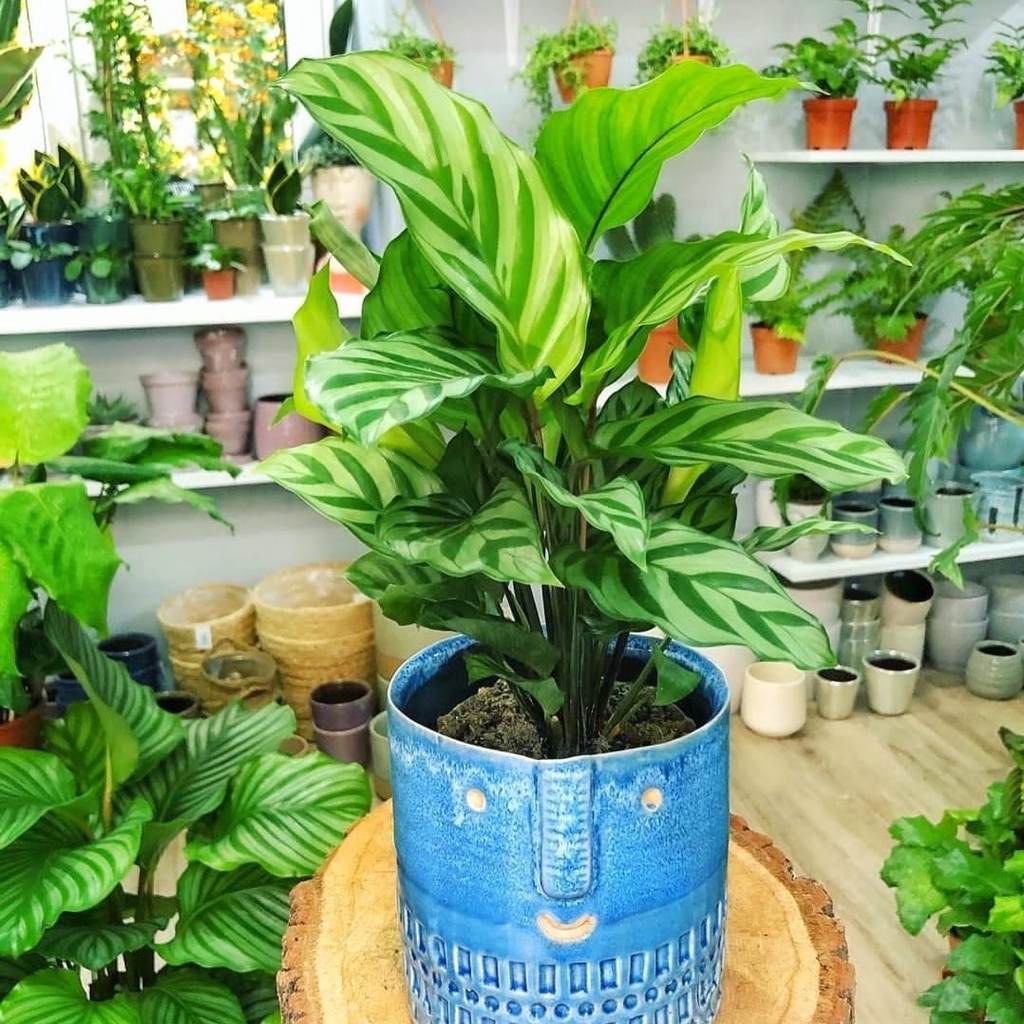 Jual Tanaman Hias Calathea Calathea Freddy/Gecko/Beauty Star (COD ...