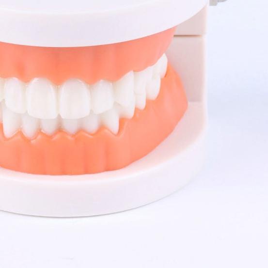 Jual Manekin Gigi / Model Studi Gigi / Phantom Gigi / Dental Model ...