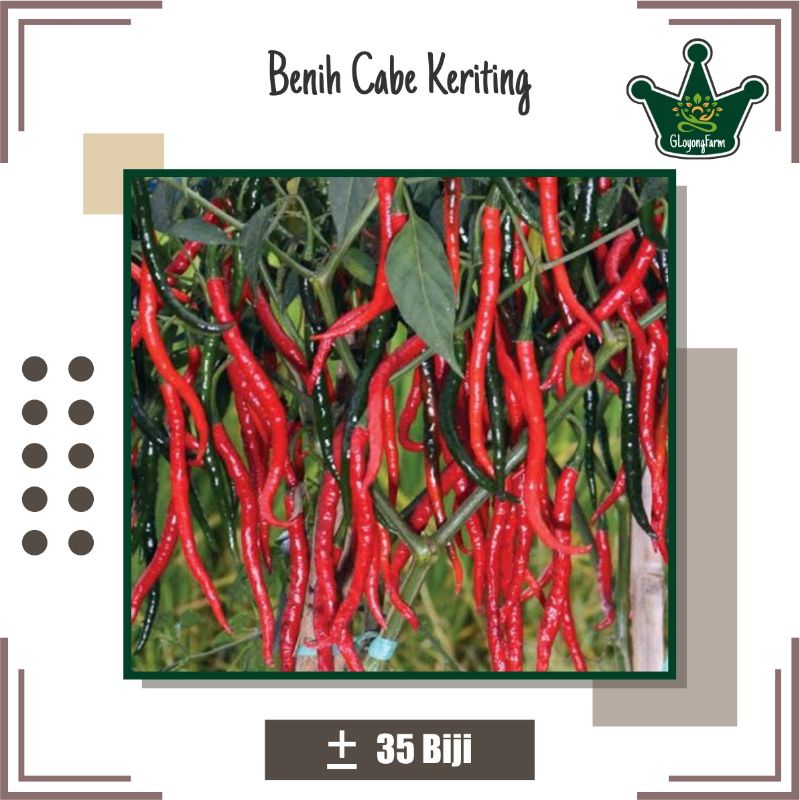 Jual Bibit Sayuran Cabe Kriting Cabai keriting - Benih Sayuran | Shopee ...
