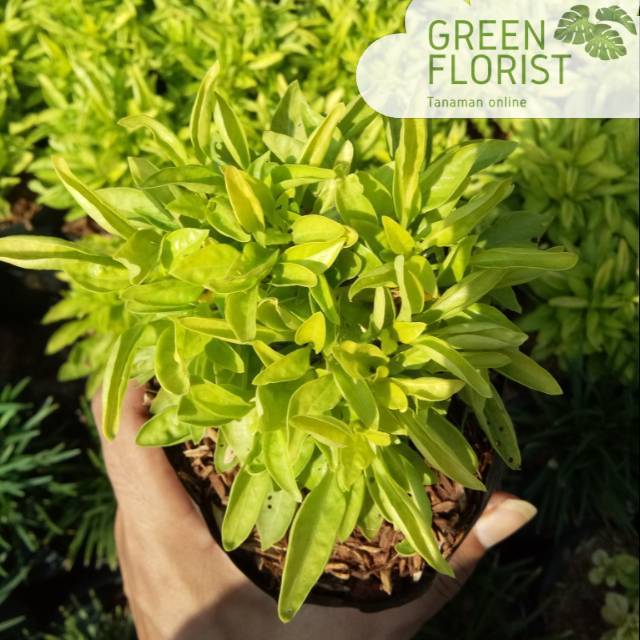 Jual Tanaman krokot kuning - pohon krokot kuning - tanaman krokot ...