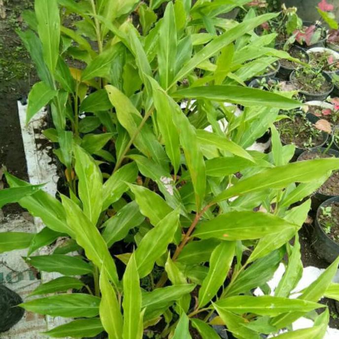 Jual Product Bibit Tanaman Kecombrang Honje Onje Kincung Rombeh Siap ...