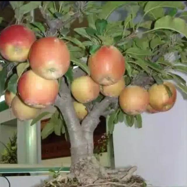 Jual 8 biji benih buah apel kecil mini atau bonsai apel berbuah ...