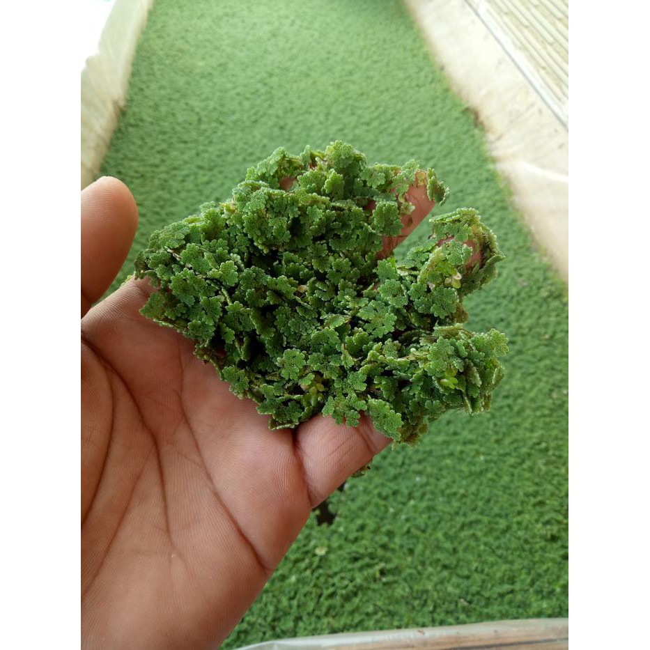 Jual Azolla Pakan Protein Nabati Untuk Ikan | Shopee Indonesia