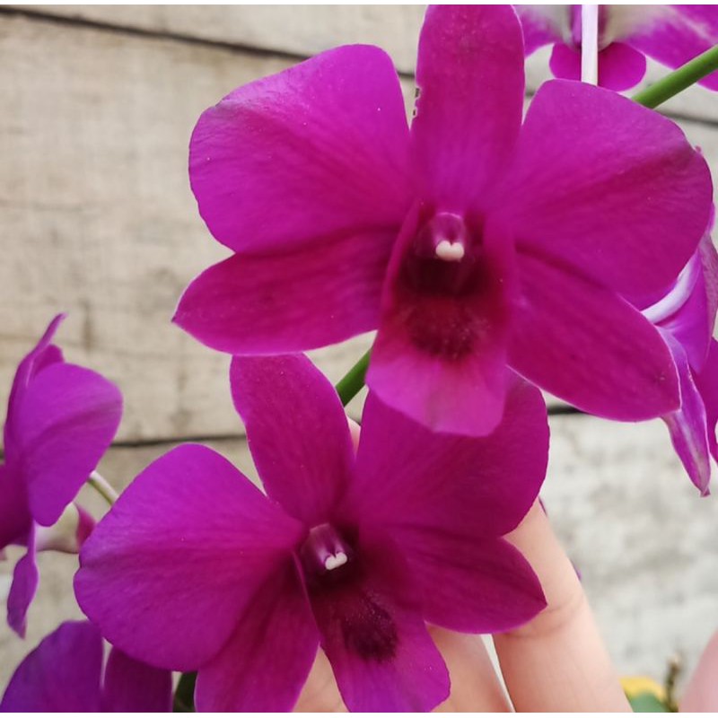 Jual Pohon Anggrek Dendrobium Dewasa Sakda Beauty Sudah Spike | Shopee ...