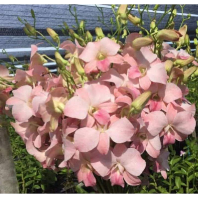 Jual DENDROBIUM BULAT | Shopee Indonesia