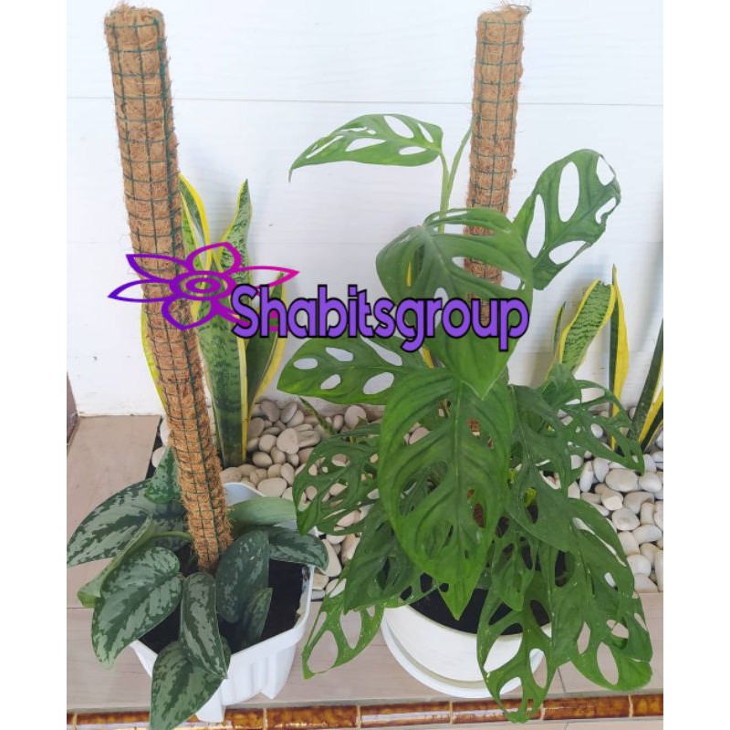 Jual Turus penyangga tanaman panjang 30cm | Shopee Indonesia