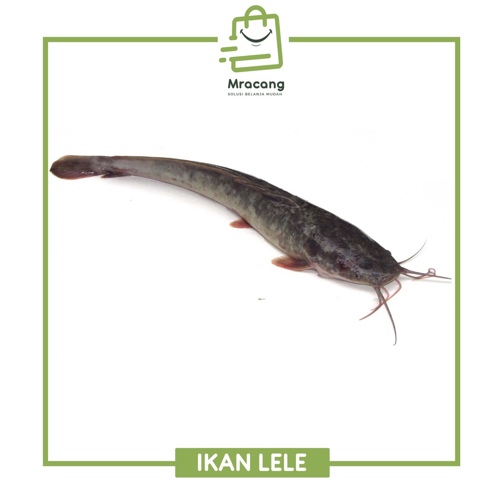 Jual Ikan Lele Berat 1kg Shopee Indonesia
