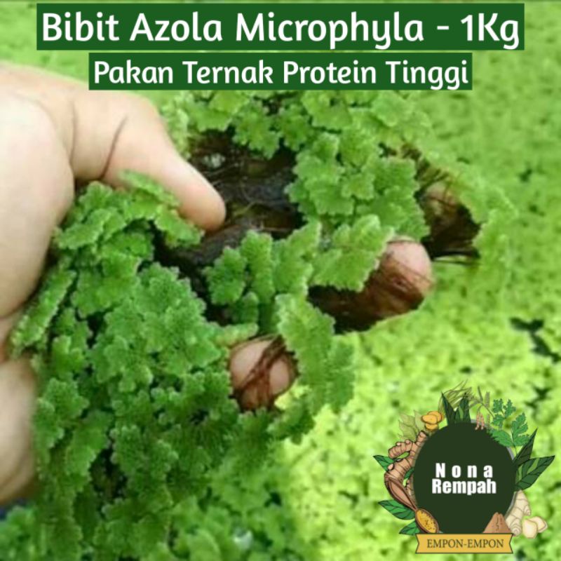 Jual Bibit Azola Benih Azolla Microphyla 1Kg | Shopee Indonesia