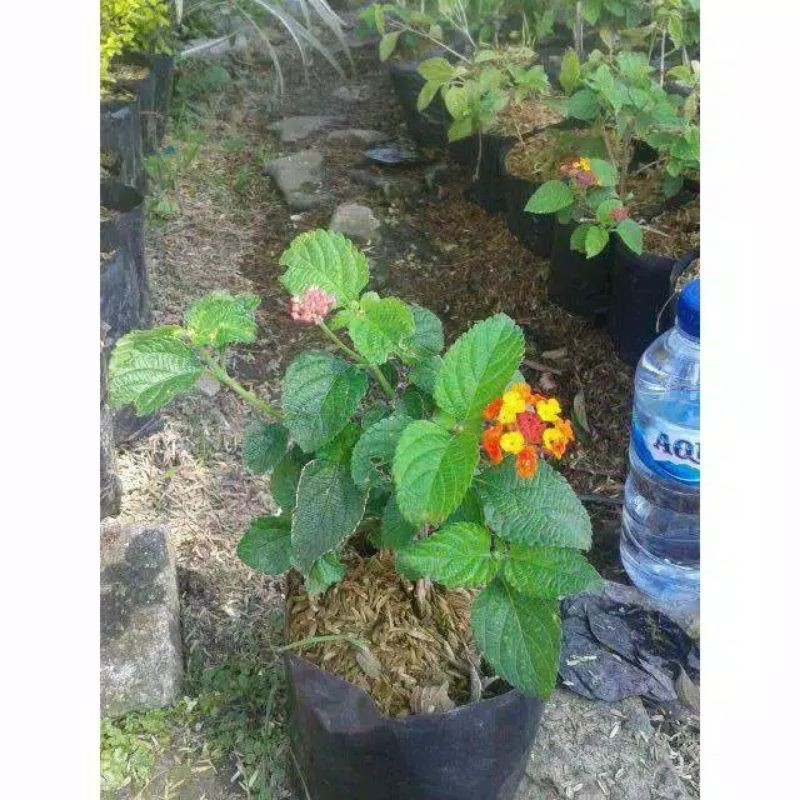Jual Tanaman bunga lantana- tanaman lantan/bunga tembelek | Shopee ...