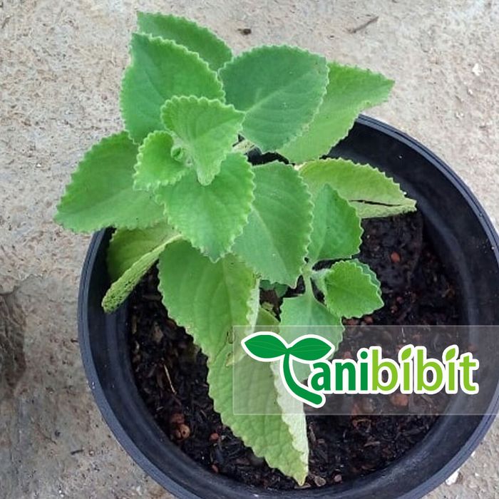 Jual Bibit Pohon Jintan Putih - Tanaman Daun Bangun-Bangun - Herbal ...