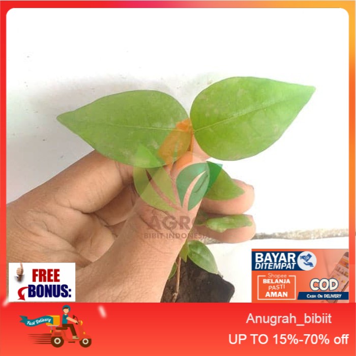 Jual Bibit Buah Dewandaru (Cermai Belanda) | Shopee Indonesia