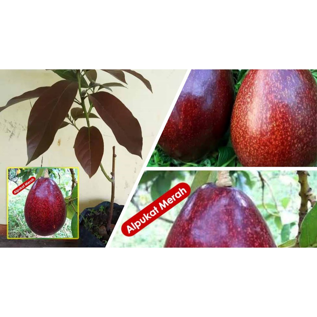 Jual Bibit Buah Tanaman Alpukat Merah/Red Vietnam | Shopee Indonesia
