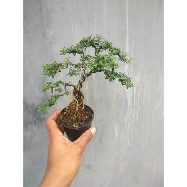 Jual bonsai serbin micro siap pajang | Shopee Indonesia