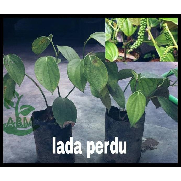 Jual Produk Unggulan Ready Bibit Tanaman Lada Perdu Unggul | Shopee ...