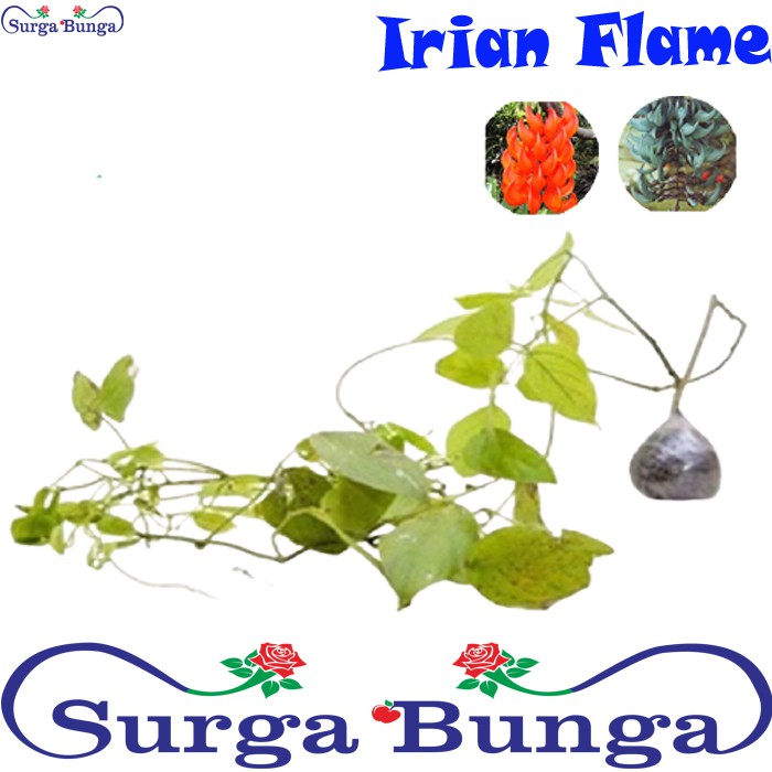 Jual Tanaman Rambat Irian Flame (Mucuna Bennettii)Atau Irian Of Flame ...