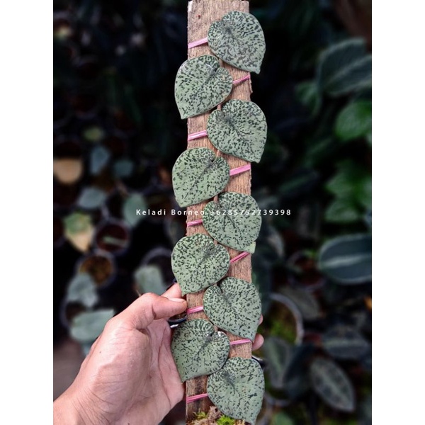 Jual scindapsus pictus hask 2 | Shopee Indonesia