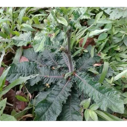 Jual Daun tapak liman segar 1 kg | Shopee Indonesia