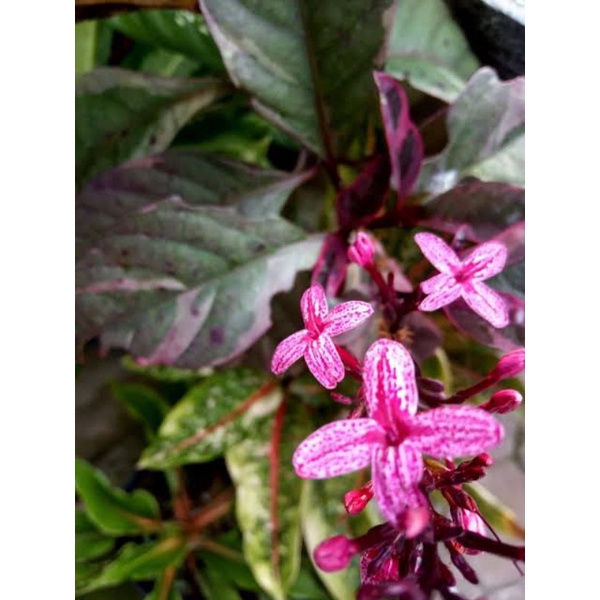 Jual melati jepang merah | Shopee Indonesia