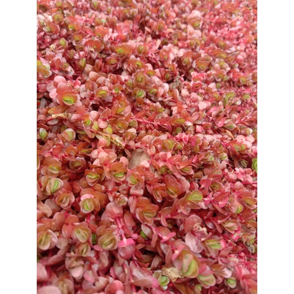 Jual rotala macrandra mini butterfly tanaman aquascape | Shopee Indonesia