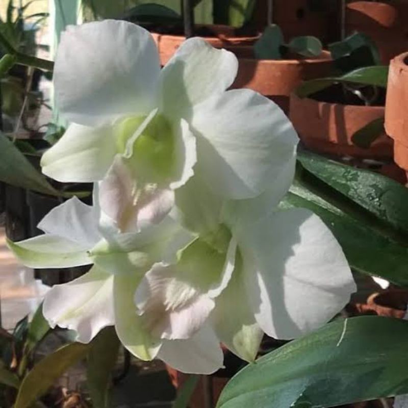 Jual Dendrobium Pure Delight dewasa jumbo | Shopee Indonesia