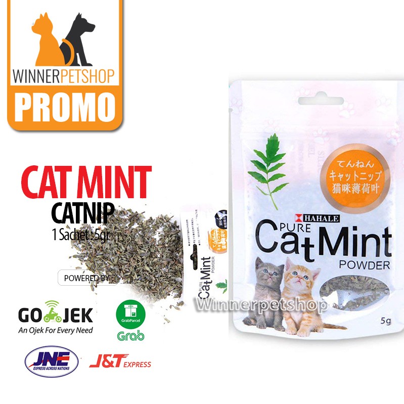 Jual Catnip catmint cat mint - PURE CATMINT POWDER - BIKIN FLY KUCING ... Jual Catnip catmint cat mint - PURE CATMINT POWDER - BIKIN FLY KUCING ...