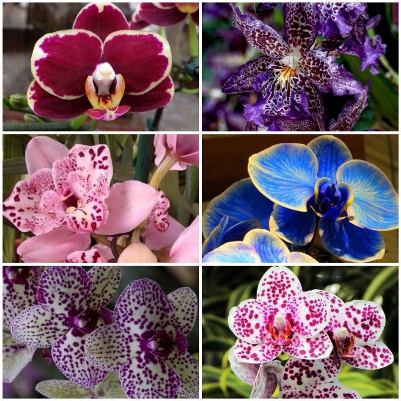 Jual bunga anggrek seedling anggrek dendrobium-tanaman hias Anggrek ...