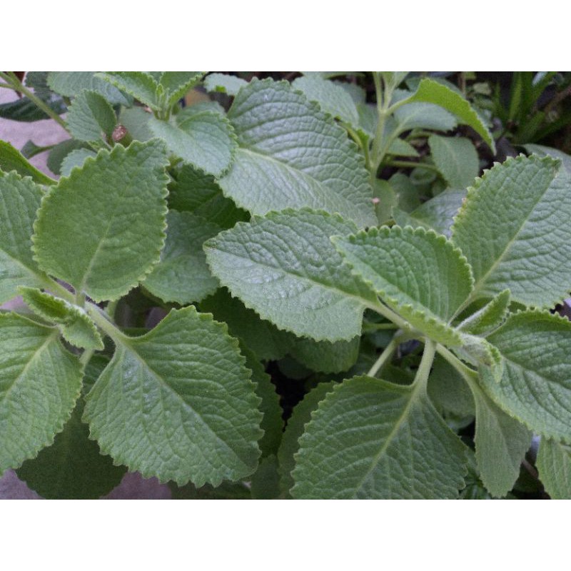 Jual bibit tanaman bangun bangun / jintan / herbal torbangun | Shopee ...