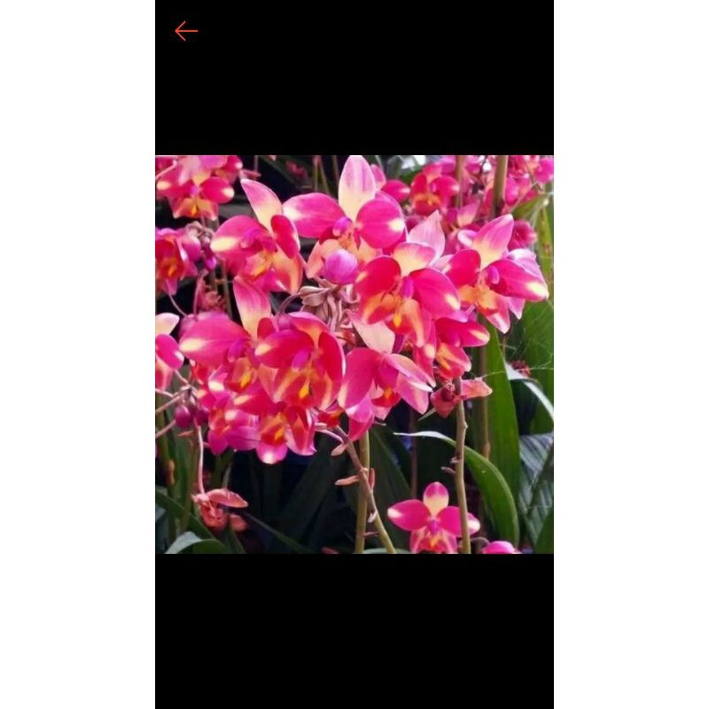 Jual anggrek tanah merah kuning | Shopee Indonesia