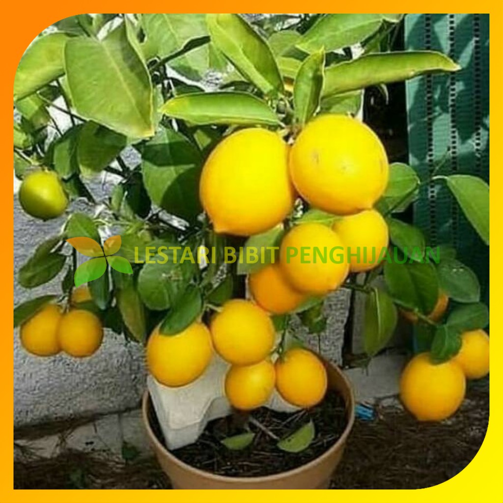 Jual Bibit jeruk lemon california import hasil okulasi cepat berbuah ...